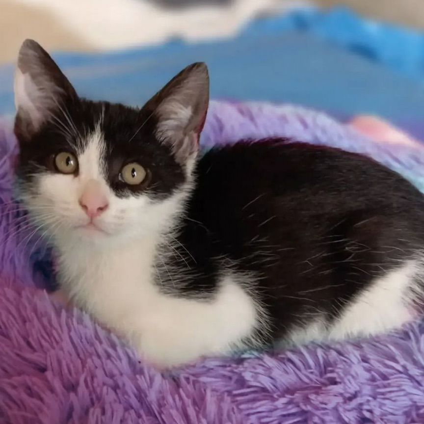 Котёнок в добрые руки