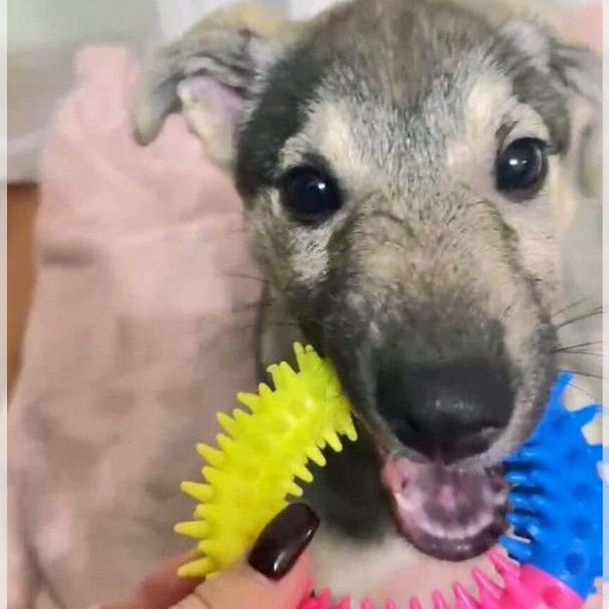 Щенок в добрые руки