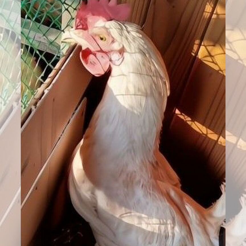 Молодые петушки