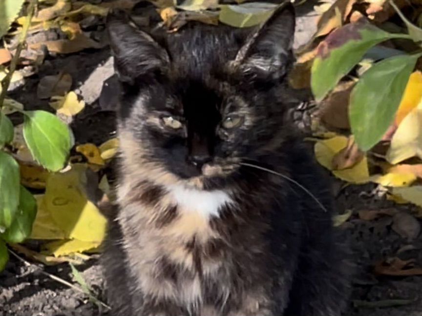 Котята в добрые руки бесплатно