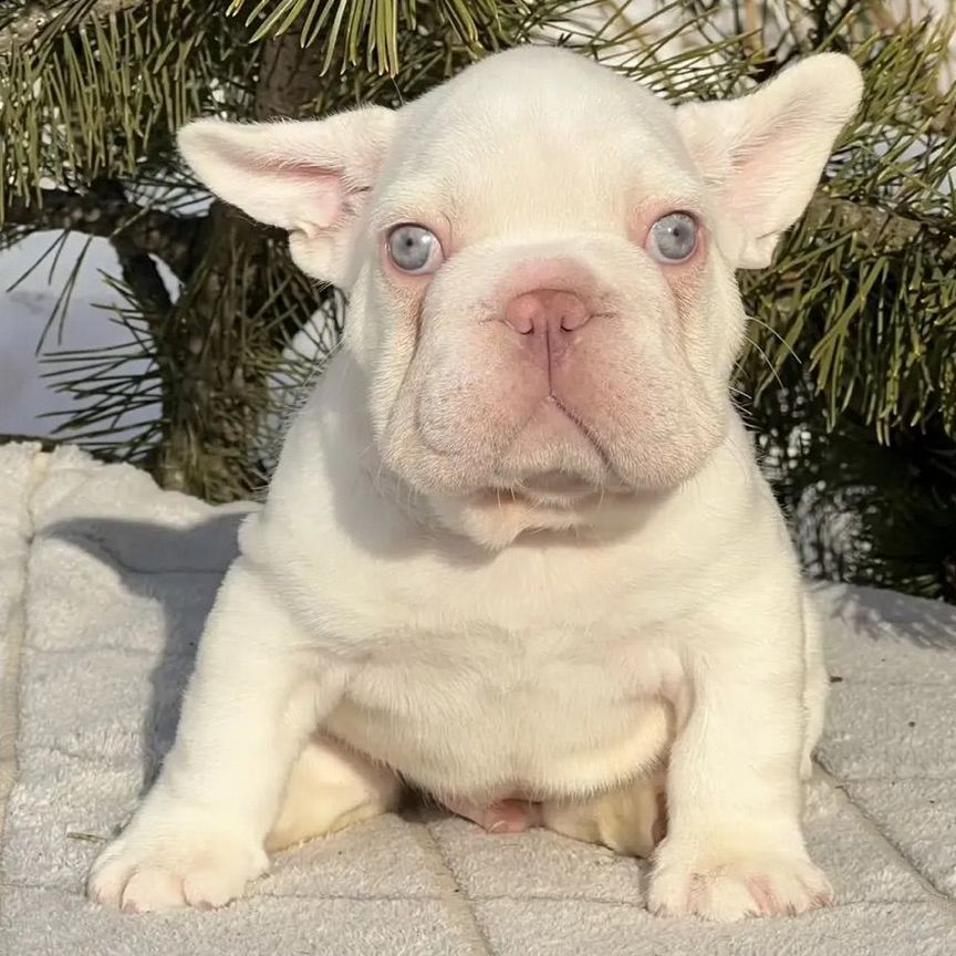 Французский бульдог, щенок