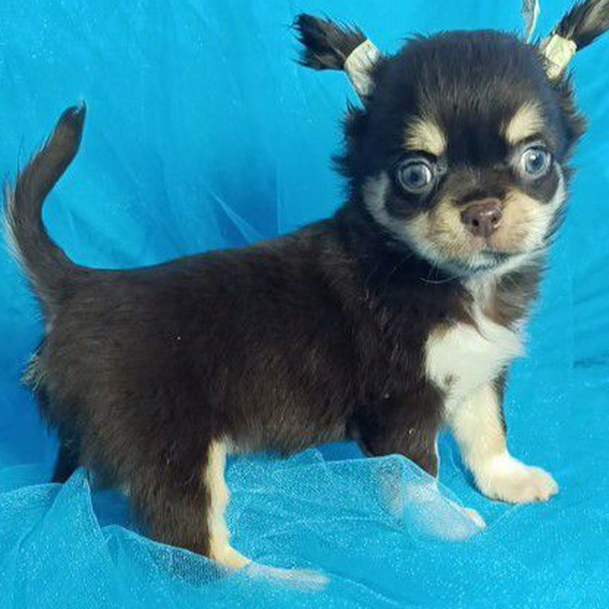 Чихуахуа девочка шоколад с подпалом