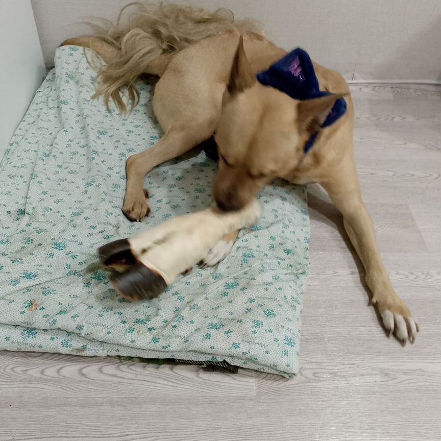 Собака в добрые руки