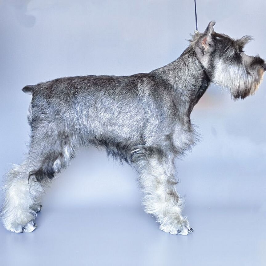 Цвергшнауцер, щенок