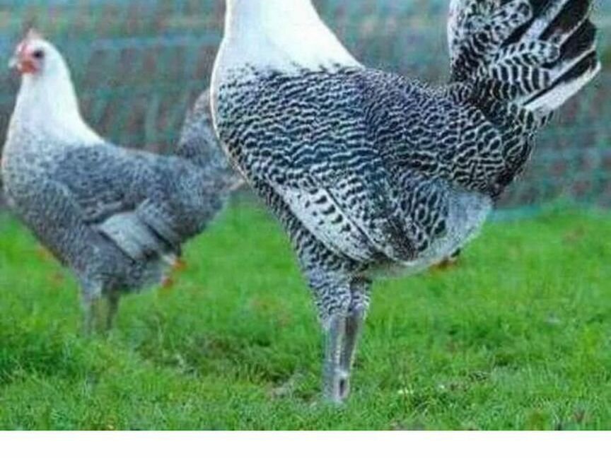 Семья Бреккель и виандот