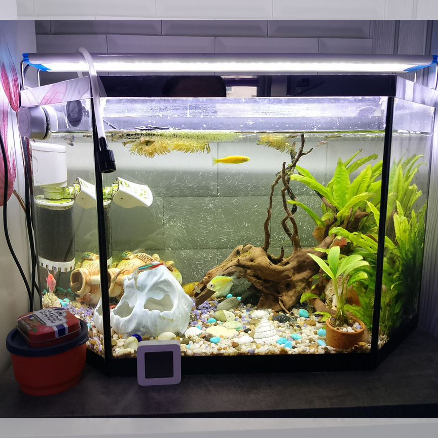 Аквариум с рыбками