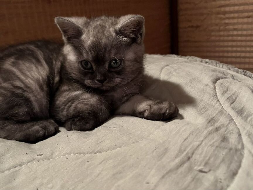 Шотландские котята