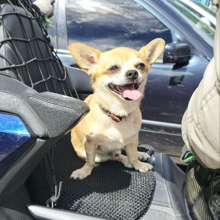 Кабель на вязку Чихуахуа самый красивый