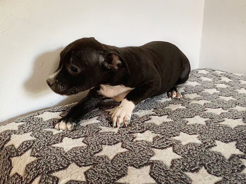 Собаки щенки стаффордширского терьера