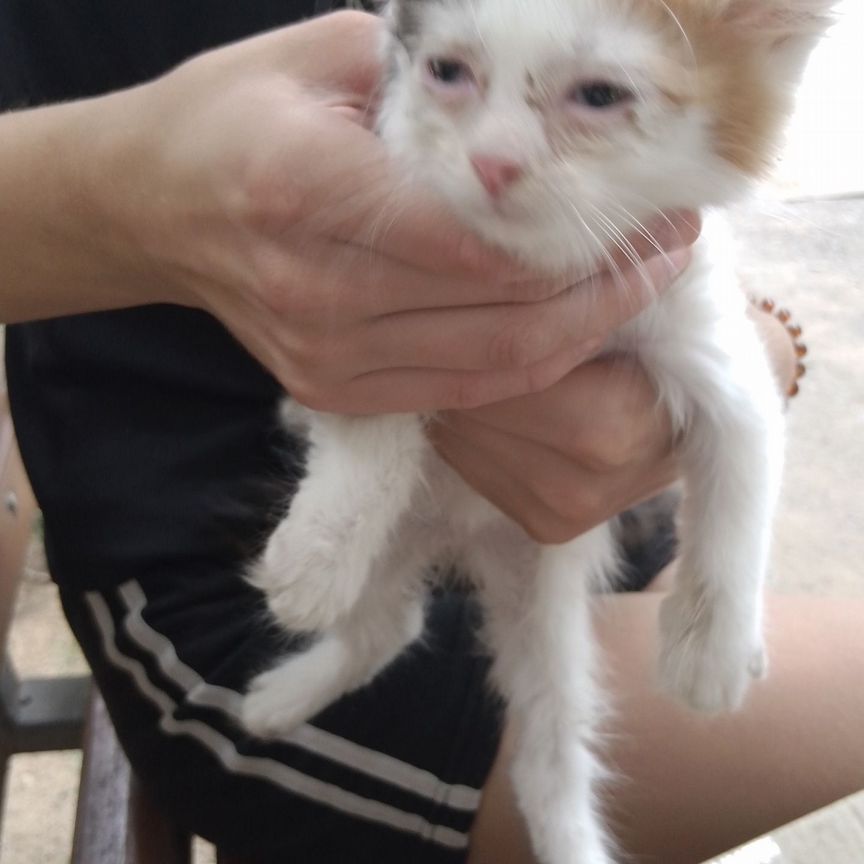 Отдаём в добрые руки бесплатно котёнок