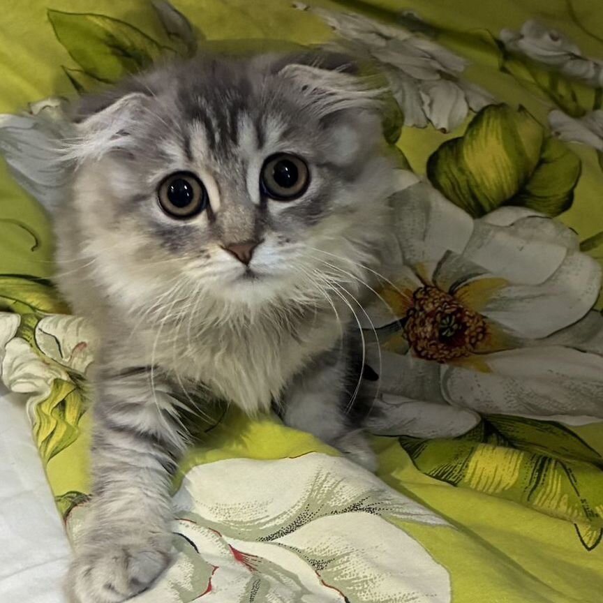 Шотландский вислоухий котёнок