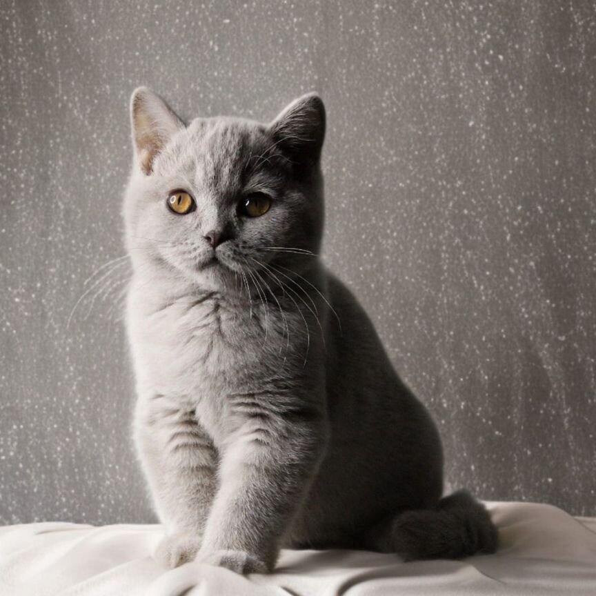Британские котята