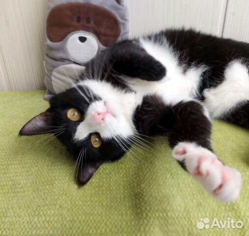 Котик Яков, 2 года, в дар