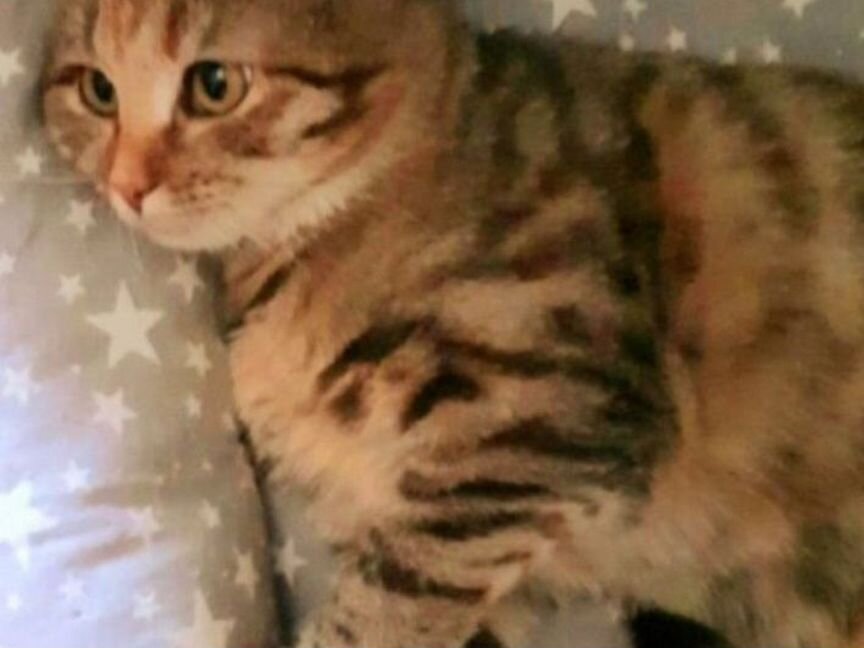 Котенок (кошечка) ищет ответственные руки