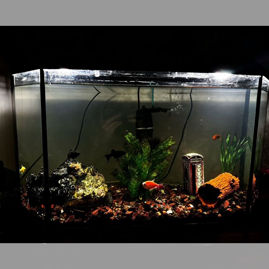Аквариум с рыбками