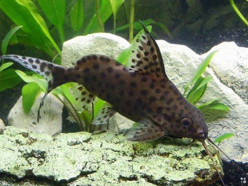 Синодонтис