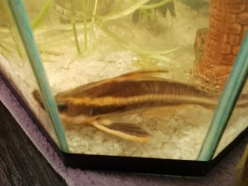 Сом полосатый плотидорас