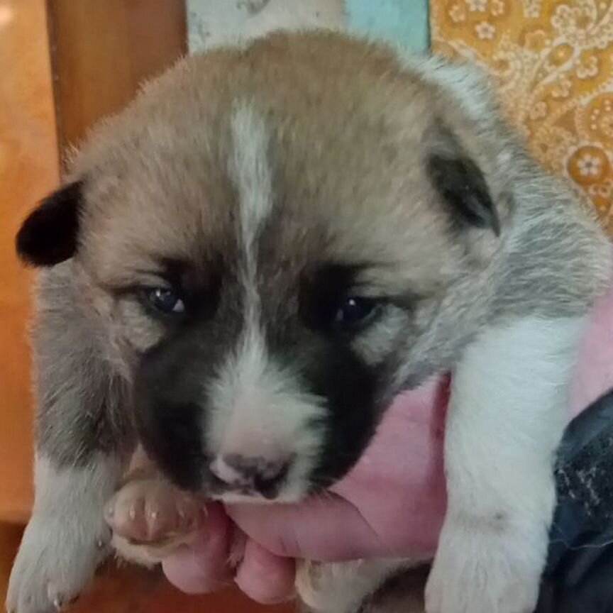 Щенок в добрые руки