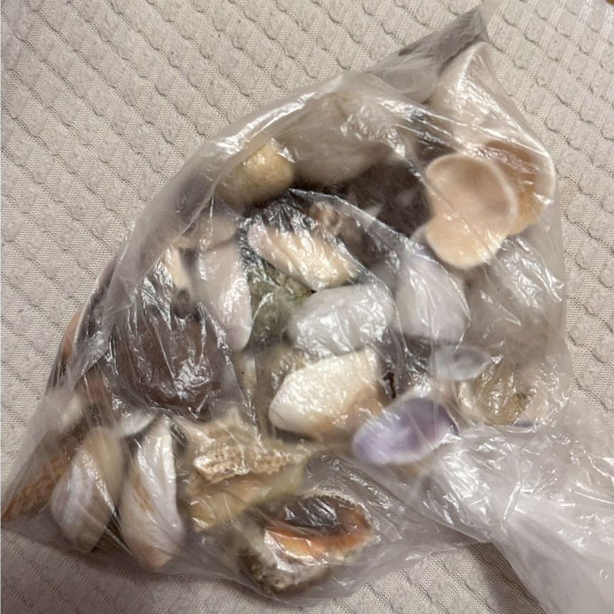 Ракушки морские