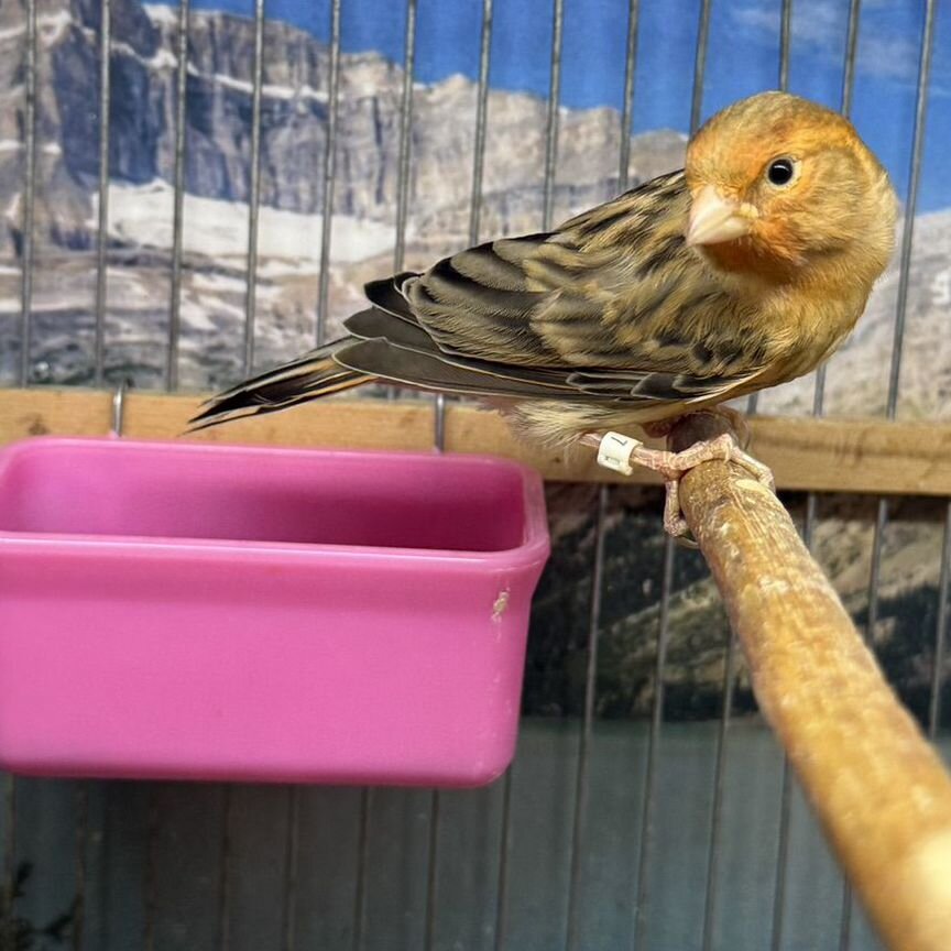 Кенара и канарейки