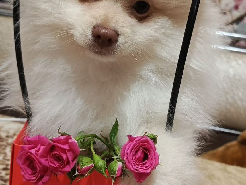 Щенок померанского шпица