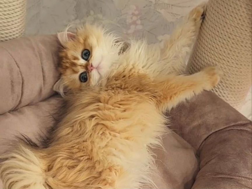 Шотландская золотая шиншилла