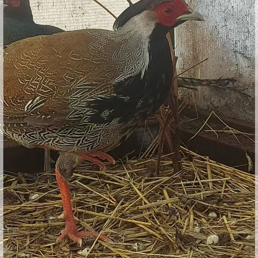 Фазаны и цесарки