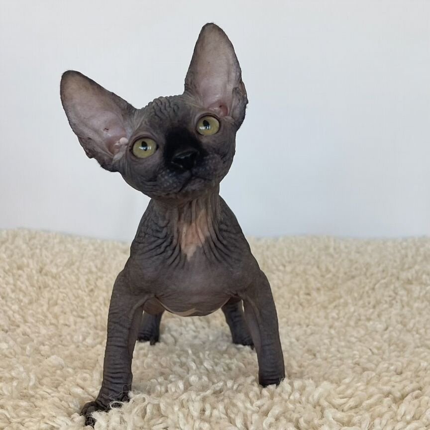 Идеально голая девочка сфинкс.Доставка