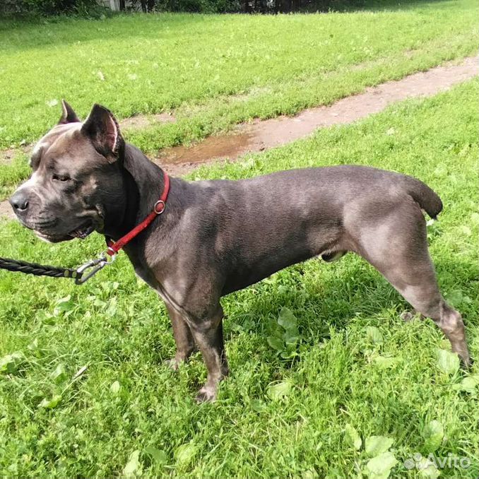 Кобель вязка Кане-Корсо