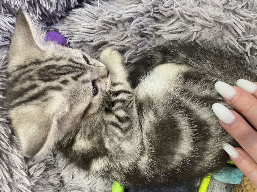 Мраморные Британские котята