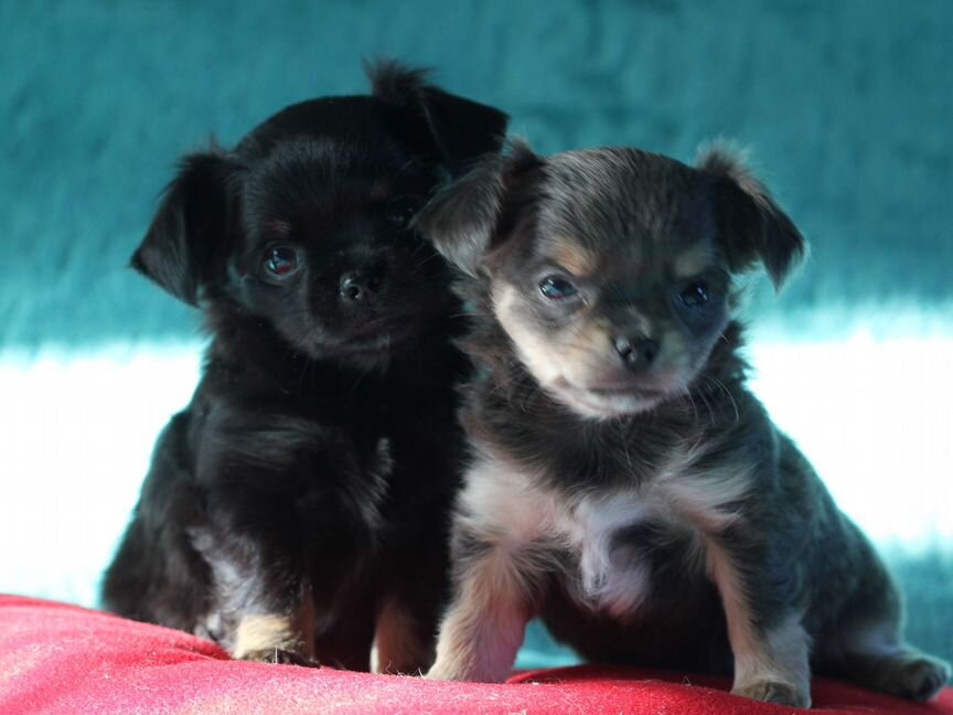 Покемон и Лялька )