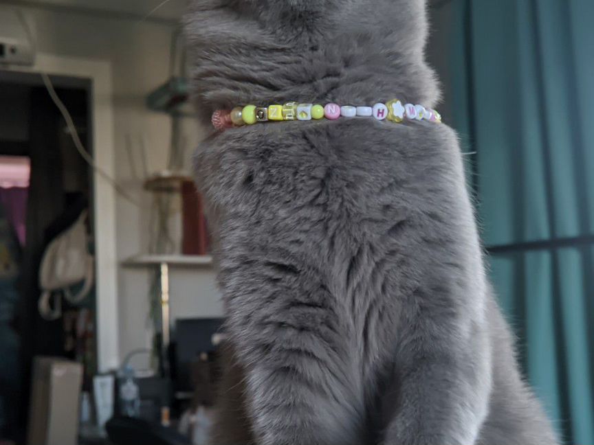 Кошка вислоухая шотлланская в добрые руки
