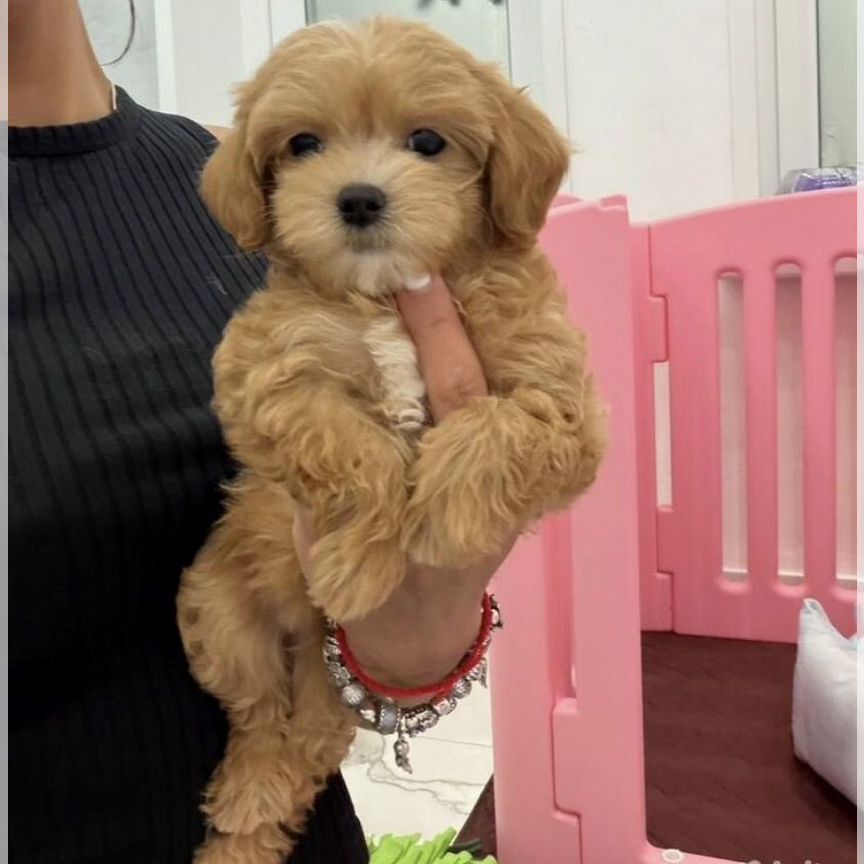 Мальтипу, щенок