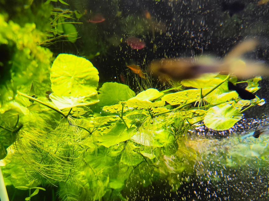 Щитолистник (Гидрокотила белоголовая)