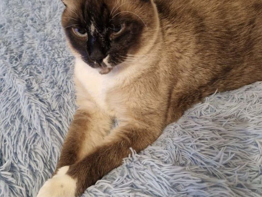 Кот смесь невская маскарадная и сиамская