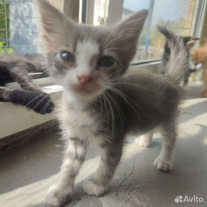 Пушистые хвостики в добрые, заботливые руки