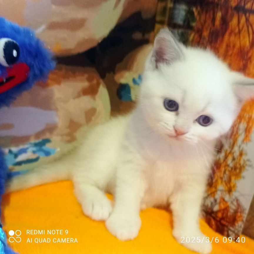 Шотландские вислоухие котята