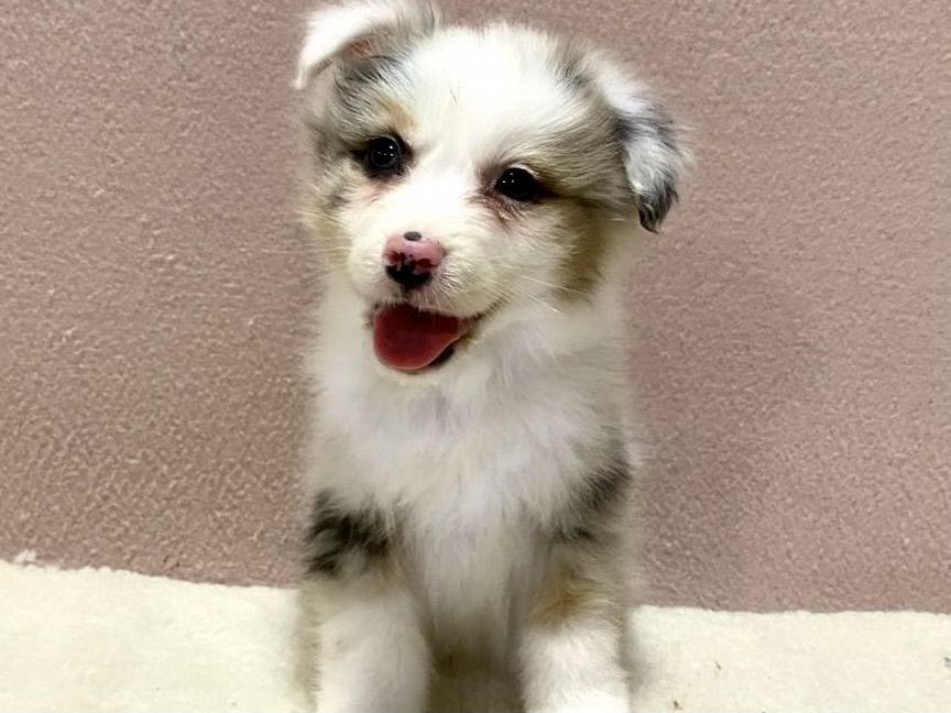 Аусси мраморный мальчик