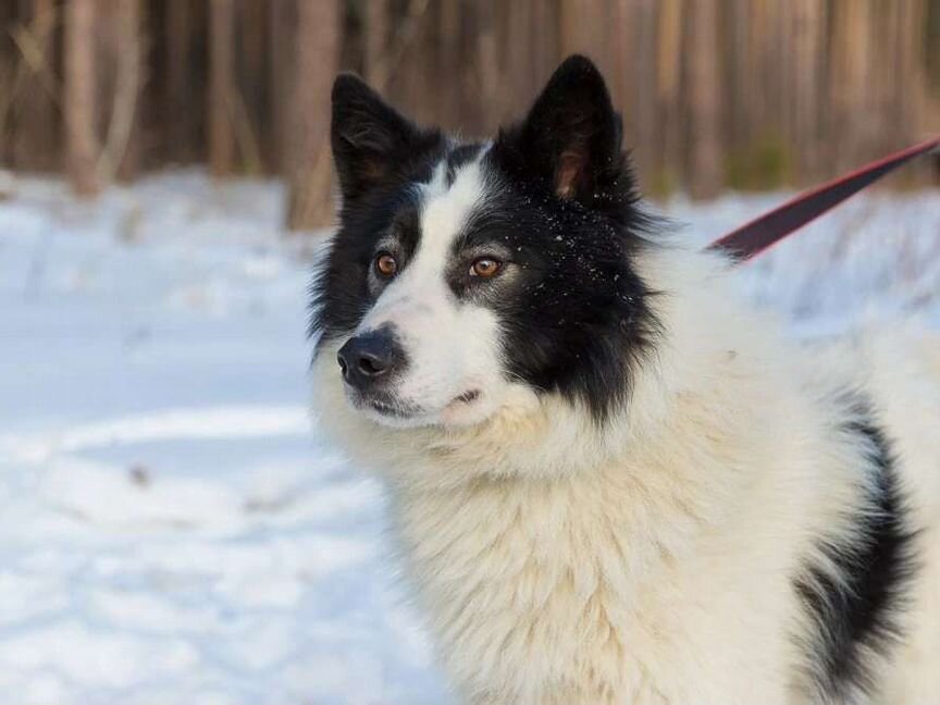 Собаки бесплатно
