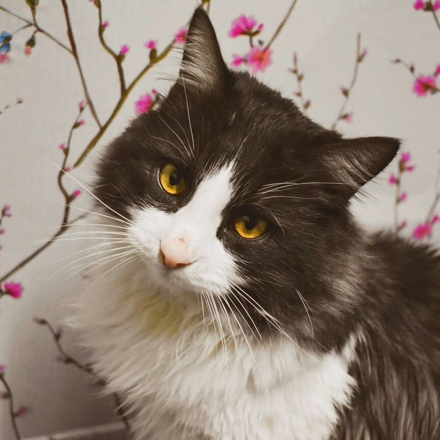 Кот