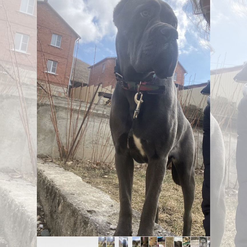 Годовалая девочка кане Корсо