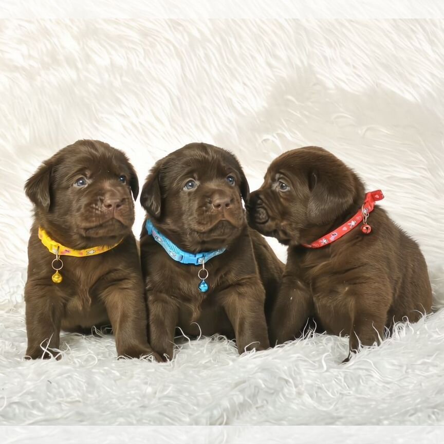 Лабрадор-ретривер, щенок