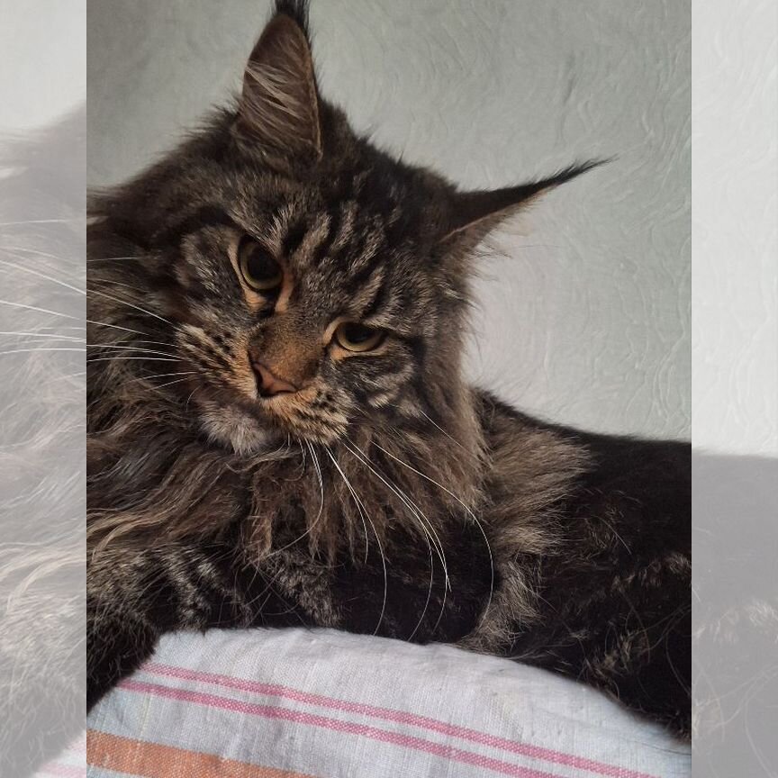 Мейн-кун, взрослая кошка