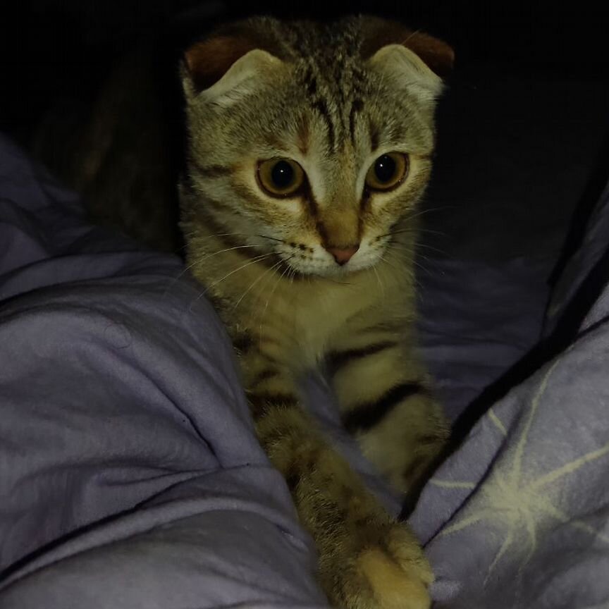 Шотланский вислоухий котенок