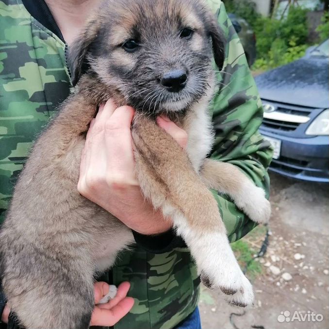 Щеночек фифа