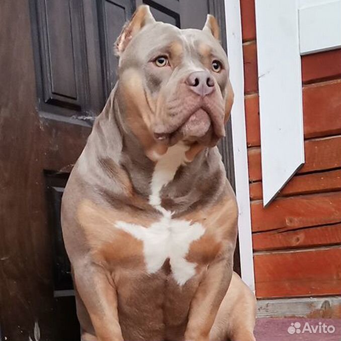 Американский булли - бронь