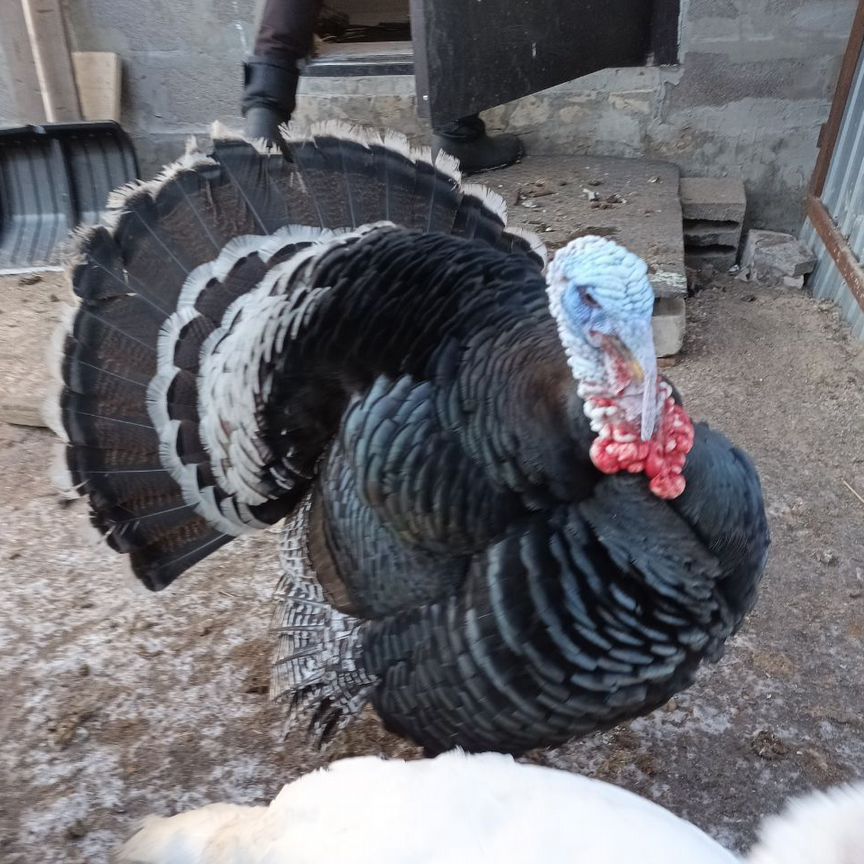 Индюк бронза на племя