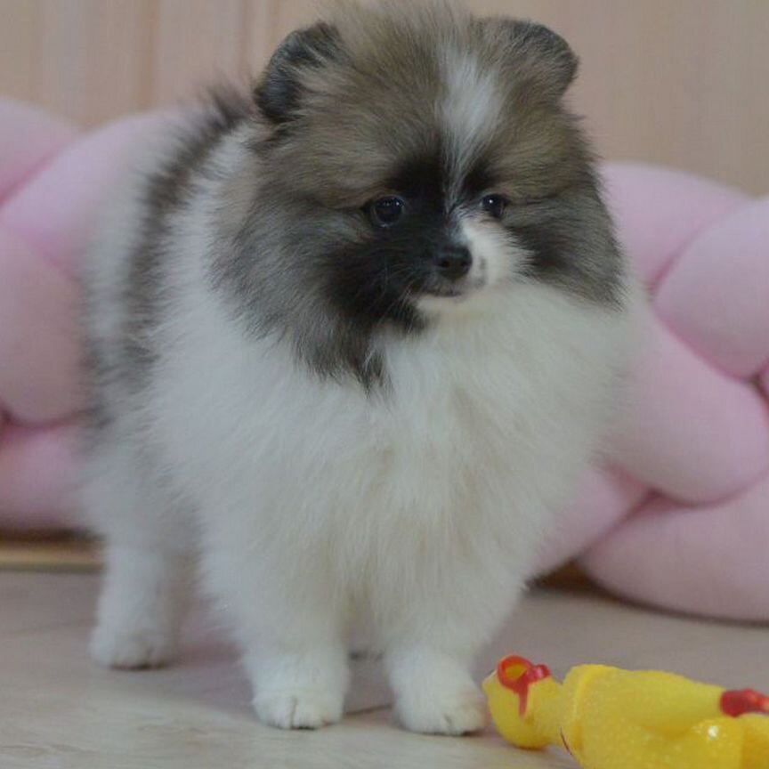 Померанский шпиц, щенок