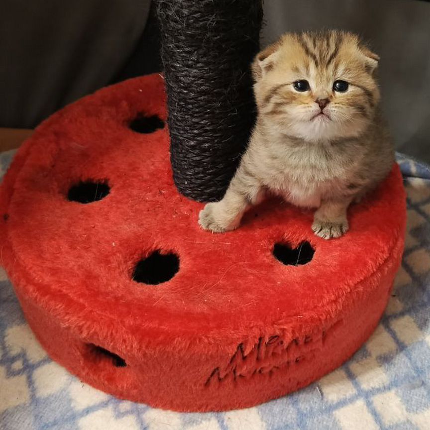 Котята золотая шиншилла