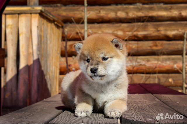 Шиба ину сладкие пупсики